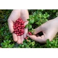50 LINGONBERRY Mountain Cranberry Vaccinium Vitis-Idea Red Berry Edible ...