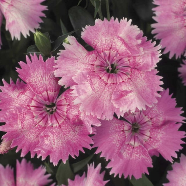 Dianthus Floral Lace Series Flower Seeds - Light Pink - 500 Seeds ...