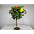 Tropical Plants of Florida 36" to 42" Braided 3 to 4 Mixed Color ...