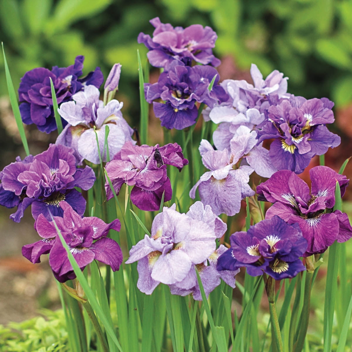 Double Flowering Siberian Iris Mixture, Dormant Bare Root Perennial ...