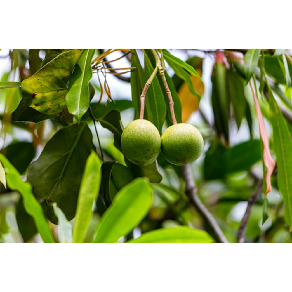 SEEDS = Balsa Wood Tree- 10 seeds - Bonsai -Ornamental Tropical ...