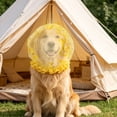 Anti Eating Cover, for Small Dog and Cats Dogs Head Protector, Face ...