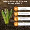 Garden State Bulb Delft Blue Mixed Hyacinth Flower Bulbs, 15/16cm ...
