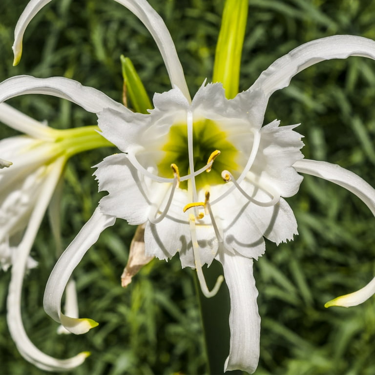 Peruvian Spider Lily