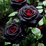 200 Count Black and Red Rose Flower Seeds for Outdoor Planting – GMO ...