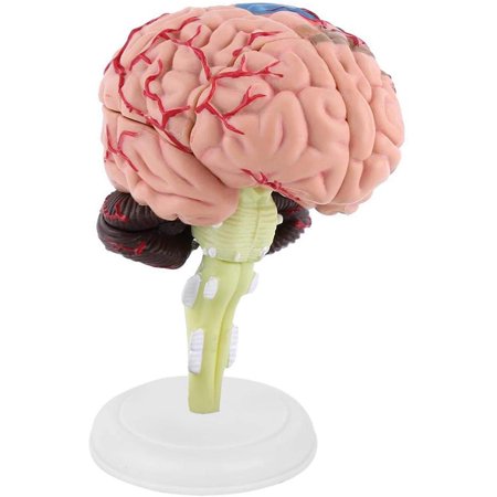 Human Brain Model 4D Human Brain Anatomical Model Disassembled Human ...