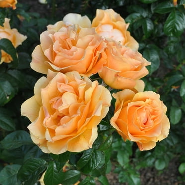 Heirloom Roses - Painted Moon Hybrid Tea Rose Bush - Live Outdoor Plant ...