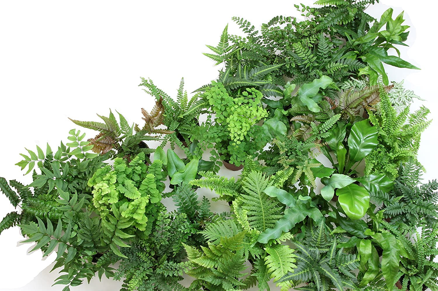 Fern Variety Pack (4 Plants) (4" Pots) - Walmart.com