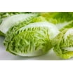 2000 Seeds BIBB LETTUCE (Limestone Lettuce) Lactuca Sativa Vegetable ...