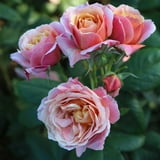 Heirloom Roses Grandiflora Rose Plant, Apricot-Gold Flowers, Zones 6-10 ...