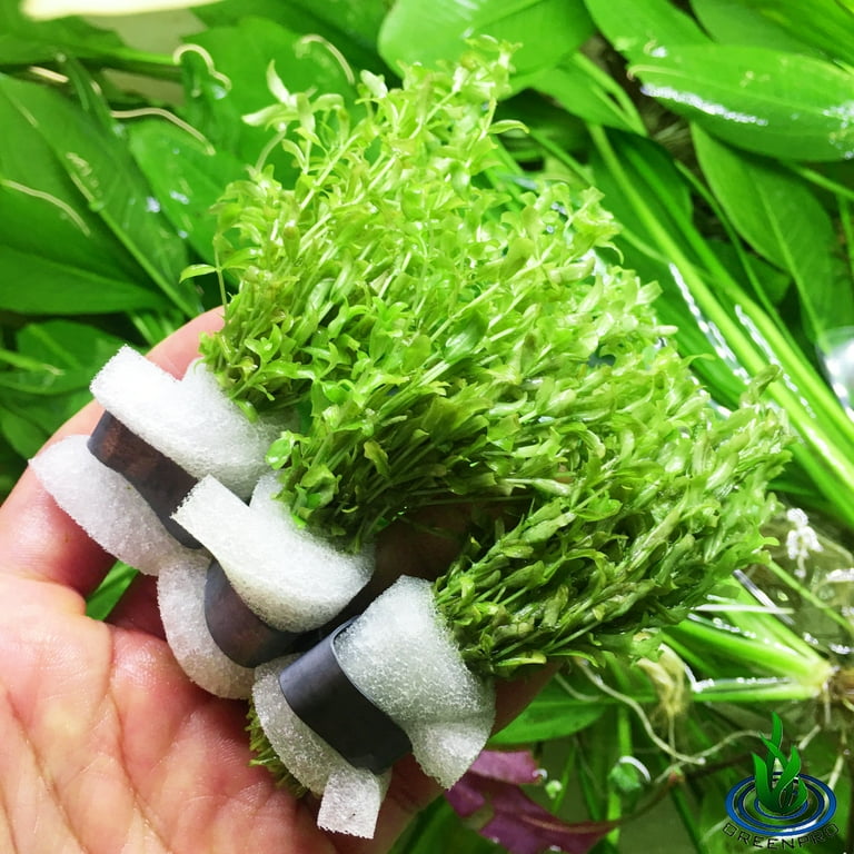 Micranthemum Micranthemoides