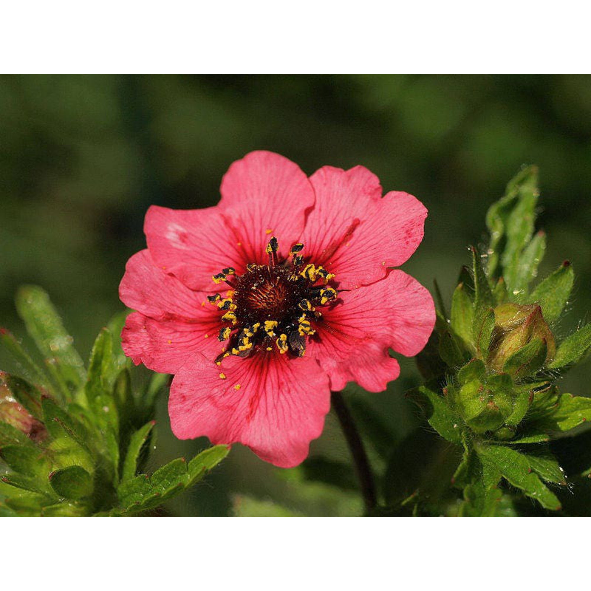 Click here for Seedville Usa 50 Nepal Cinquefoil / Potentilla Nep... prices