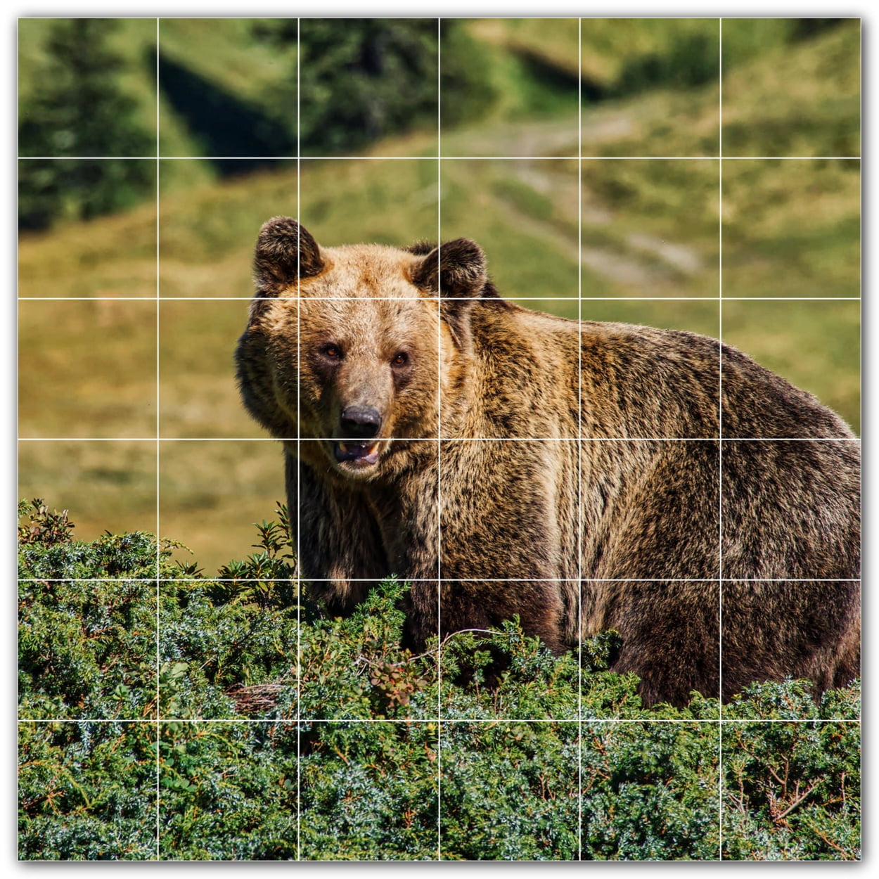 Picture-Tiles.com: Bear Ceramic Tile Wall Mural WAL500129-66XL. 72"W x ...