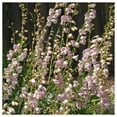 Everwilde Farms - 1 oz Palmers Penstemon Native Wildflower Seeds - Gold ...