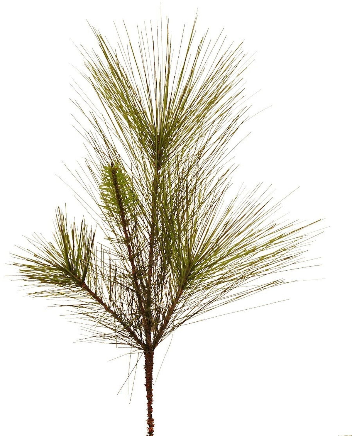 Canton Pine Bough Branch Faux Plants And Trees - Walmart.com