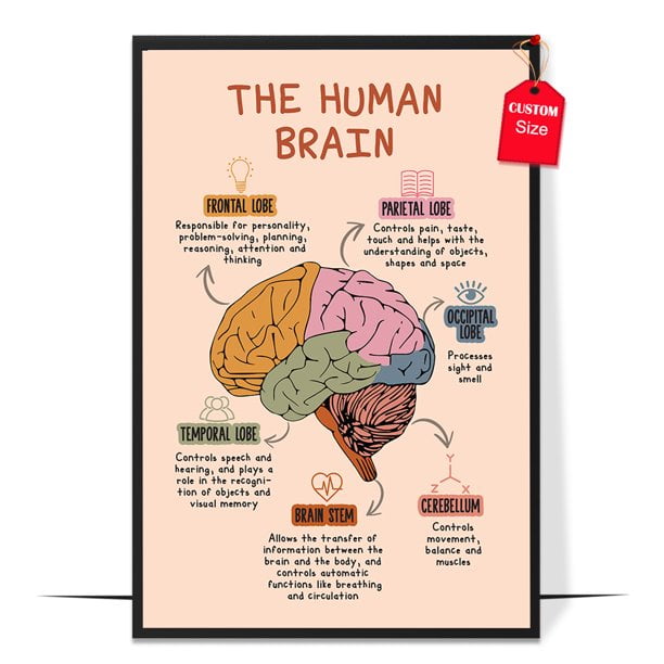 LOLUIS The Human Brain Poster, Boho Mental Health Posters for Classroom ...