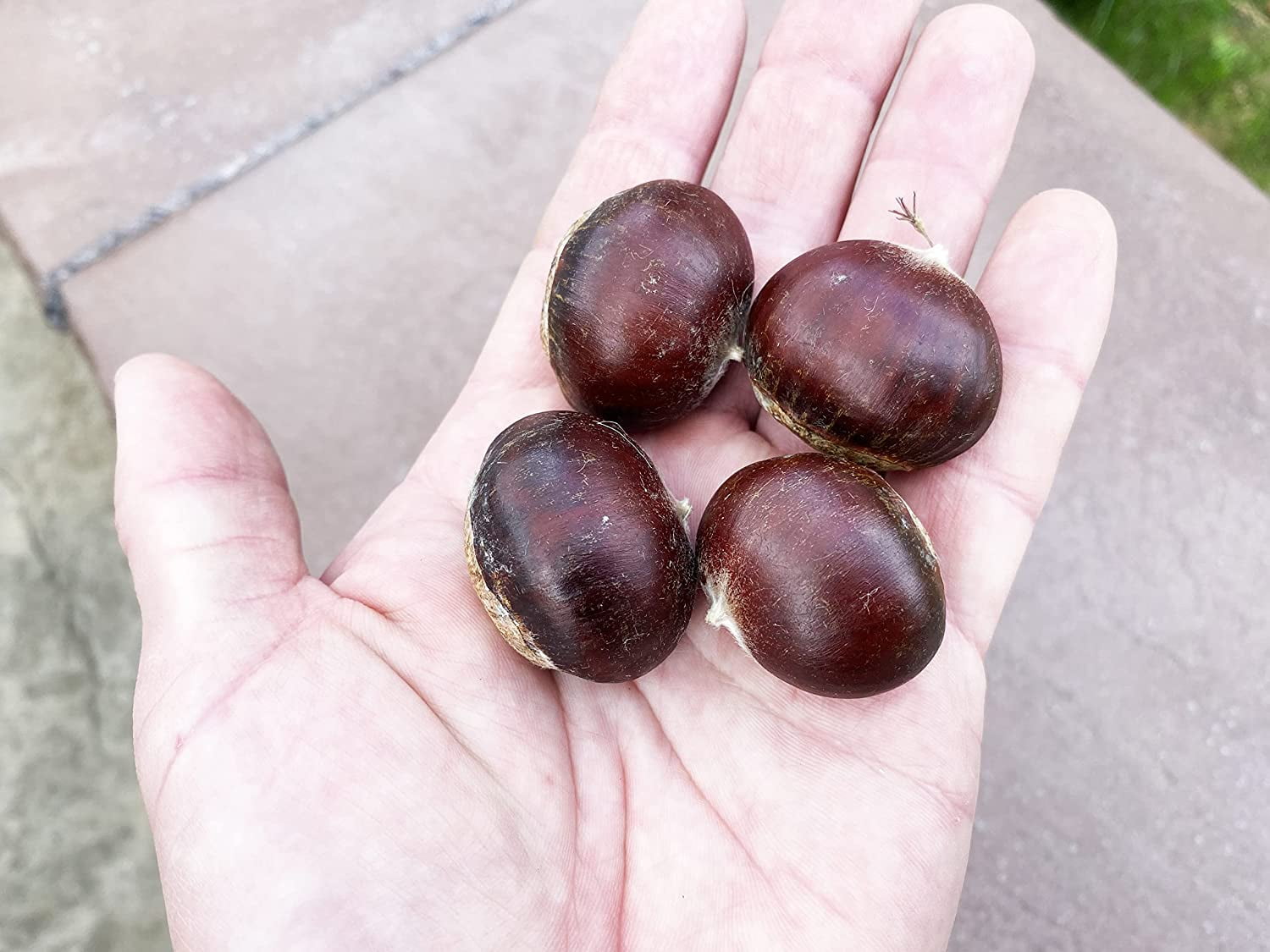 Blight Resistant Chestnut American Hybrid Castanea dentata X mollissima ...