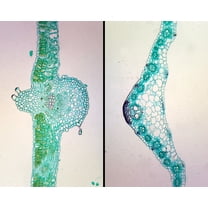 Zea Mays (Corn) Stem; Cross Section and Longitudinal Section by Go ...