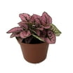 Summer Song Asian Violet - Primulina - 2.5" Pot - Everblooming House ...