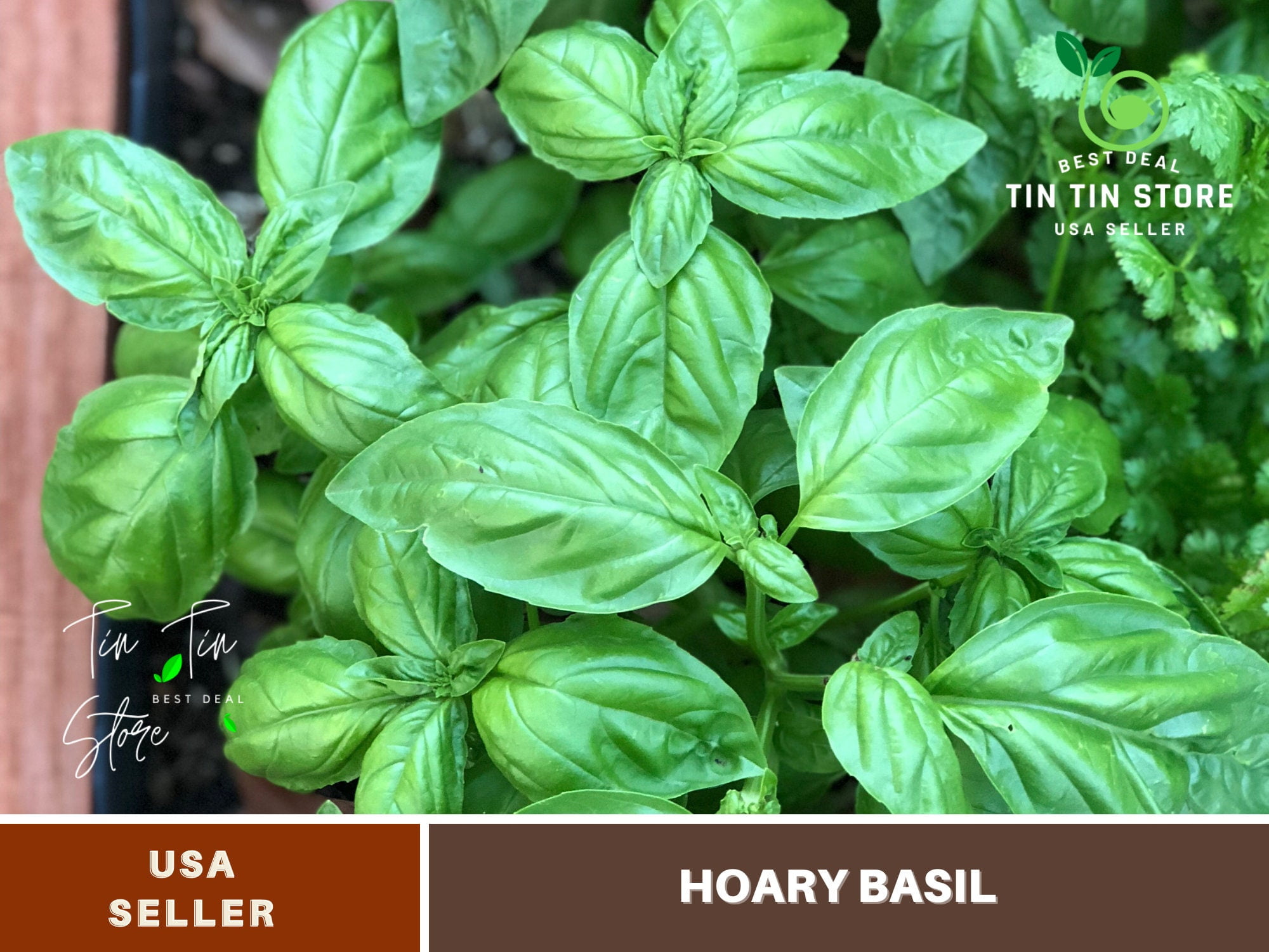 Basil seeds 110s, Hoary basil seeds, authentic seeds Flower seeds ...