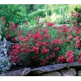 Red Drift® Groundcover Rose, Fragrant Live Plant, Outdoor Bushes in 1 ...