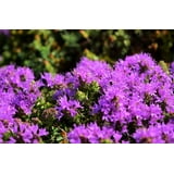 40 CONEHEAD THYME Thymus Capitatus syn. Thymbra Capitata Mediterranean ...