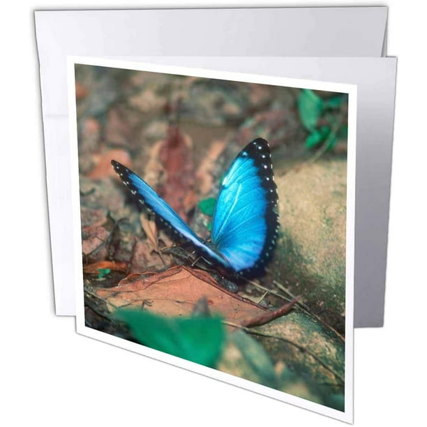 Greeting s, Morpho Granadensis, Morpho Butterfly Species, Sa22 Rgo0023 ...