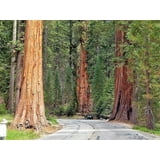 40 GIANT SEQUOIA Sequoiadendron Giganteum Sierra Redwood Tree Seeds ...