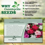 Outsidepride Vinca Valiant Flower Seed Mix - 50 Seeds - Walmart.com