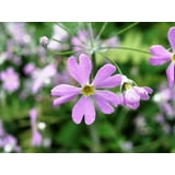 100 PINK FAIRY PRIMROSE Primula Malacoides Baby Primrose Shade ...