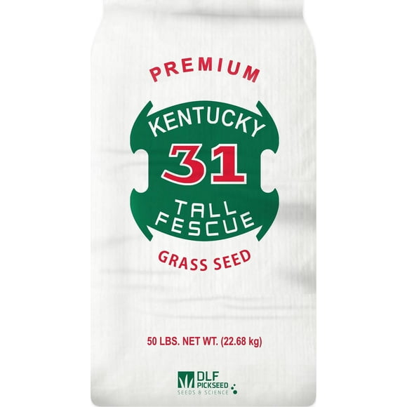 Kentucky 31 Tall Fescue Grass Seed