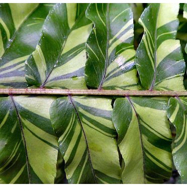Rare Nicholas Diamond Fern - xPhlebosia - 4" Pot - New to the World ...