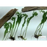 Underwater Aquatic Freshwater Java Fern Windelov Live Aquarium Plants ...