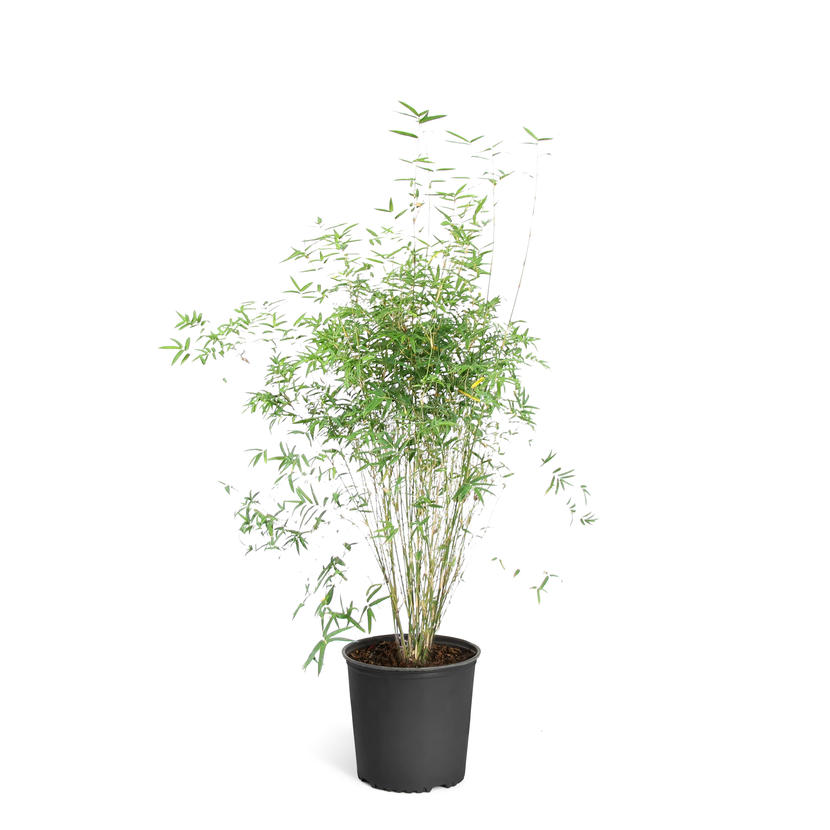 Golden Bamboo Plant - Walmart.com