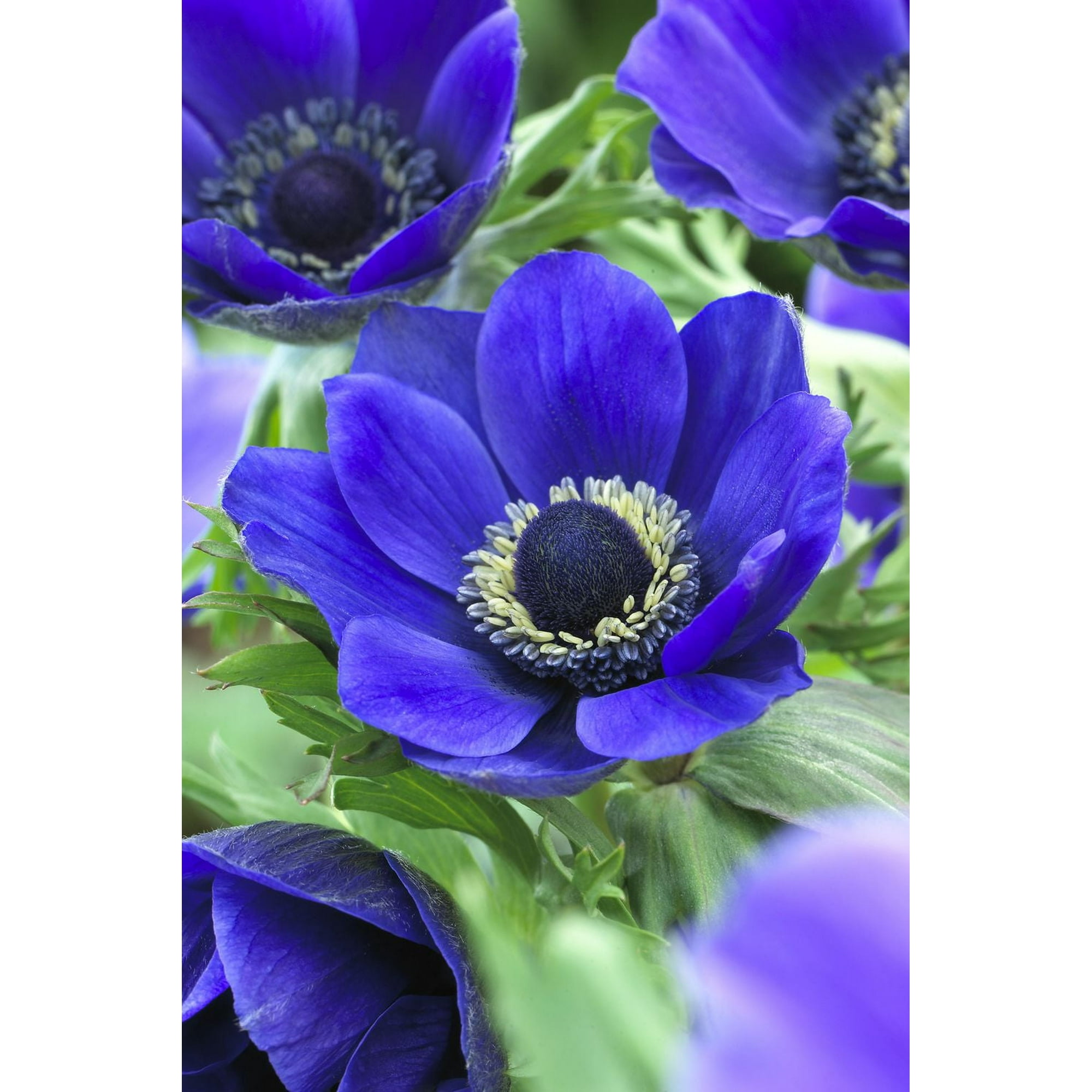 Click here for Bulbs Are Easy Tasc Flower Bulb-Anemone Coronaria... prices