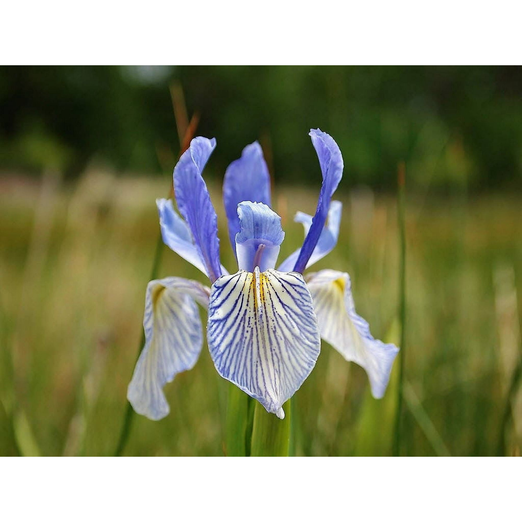 Click here for Seedville Usa 50 Missouri Iris Missouriensis Rocky... prices