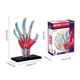 4D Human Hand Skeleton Anatomical Model with Muscle Ligament Blood ...