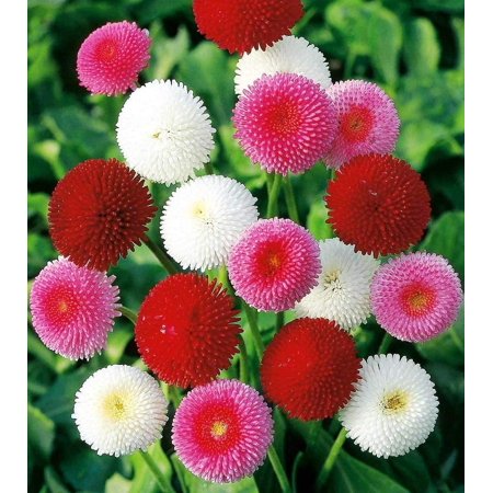 sUA: s English Daisy Bellis Perennis Pompon Mix Perennial Flowers for ...