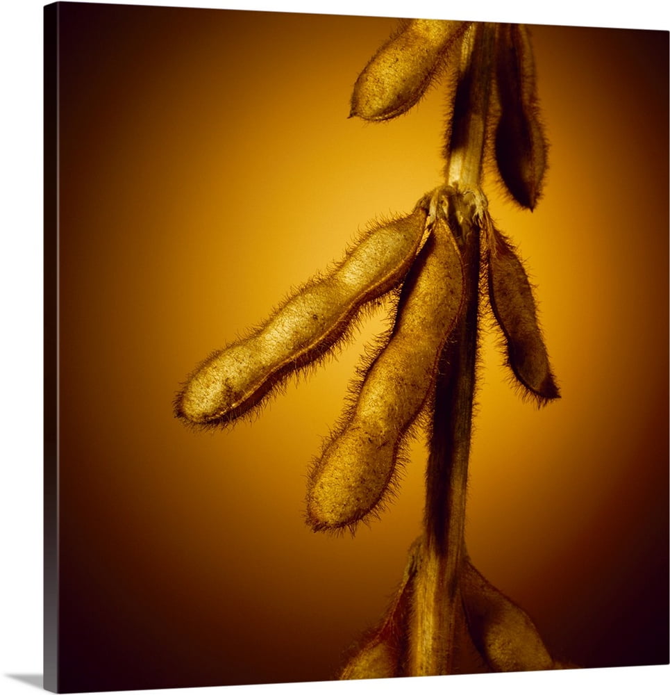 Great BIG Canvas | "Closeup of mature, harvest stage, soybean pods with ...