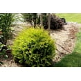 Golden Globe Dwarf Arborvitae ( Thuja ) - Live Plant - ( 2.5 QT ...