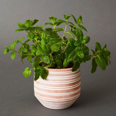 Set of 2 Different Size Natural Terracotta Fallen Pots or Hanging Pots ...