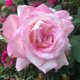 My Caroline Rose by Heirloom Roses - Pink Hybrid Tea Rose - Walmart.com