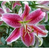 CZ Grain Stargazer Bulbs, Pink Oriental Lily, Fragrant Flowering ...