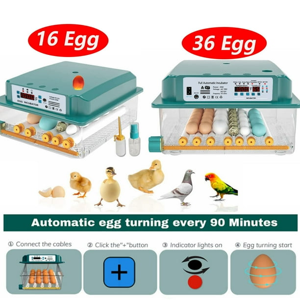 SHANNA 16 Eggs Incubators for Hatching Eggs Fahrenheit with Automatic Turner Chicken Incubators ...