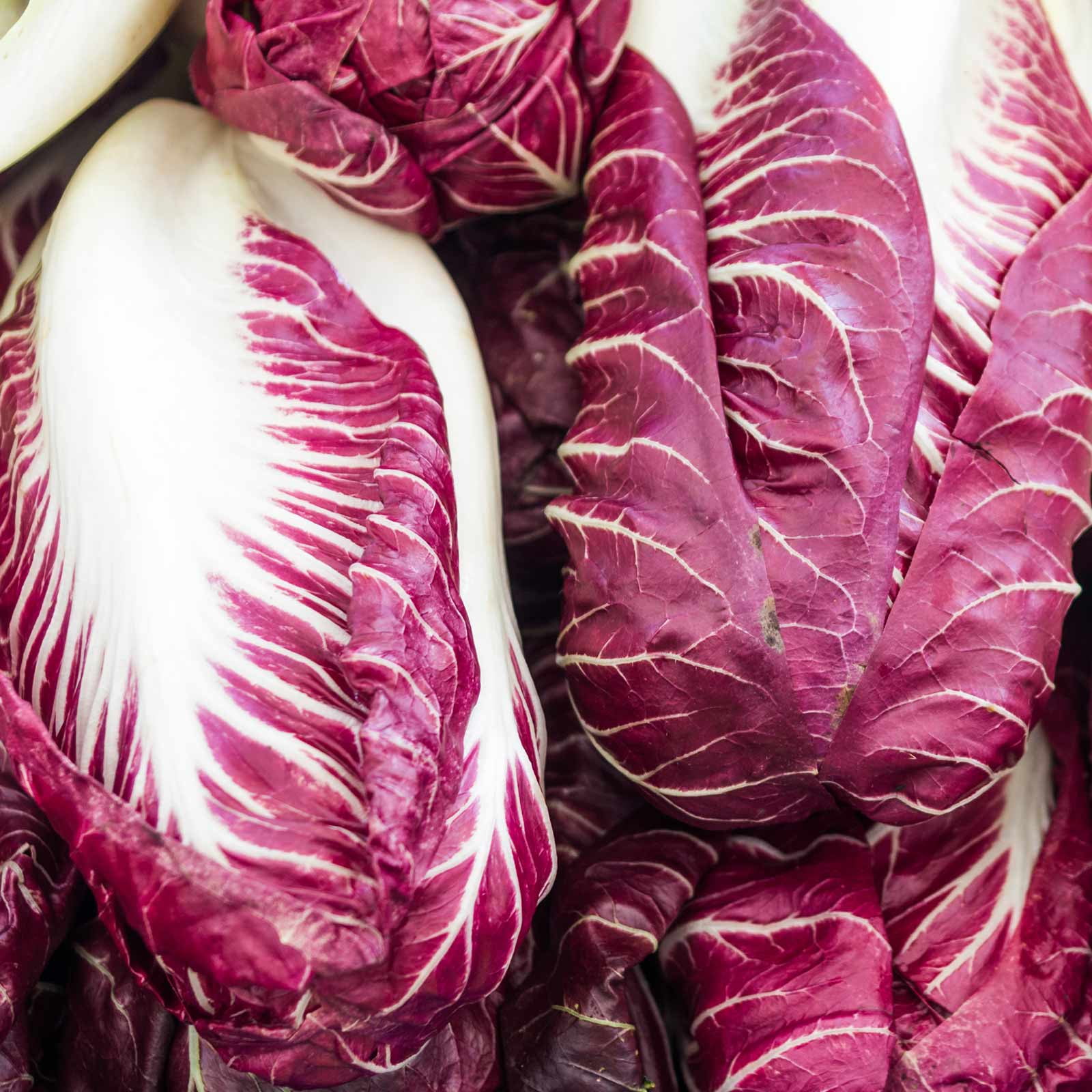 Radicchio Garden Seeds - Rouge de Verona Variety - 1 oz - Heirloom ...