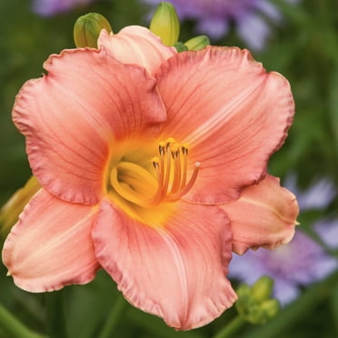 National Plant Network 3.25 in. Ageratum Monarch Magic Floss Flower ...