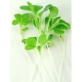 Mountain Valley Seed Company White Stem Pak Choi Cabbage Seeds, 5 Lb ...