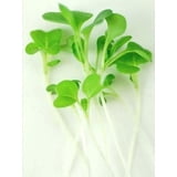 Mountain Valley Seed Company White Stem Pak Choi Cabbage Seeds, 5 Lb ...