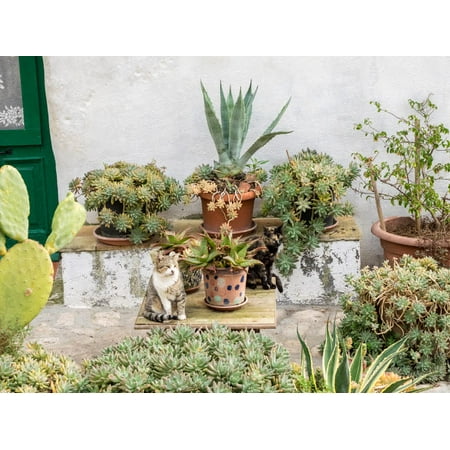 Plants adorn the outside walls of the Sassi houses Poster Print by ...