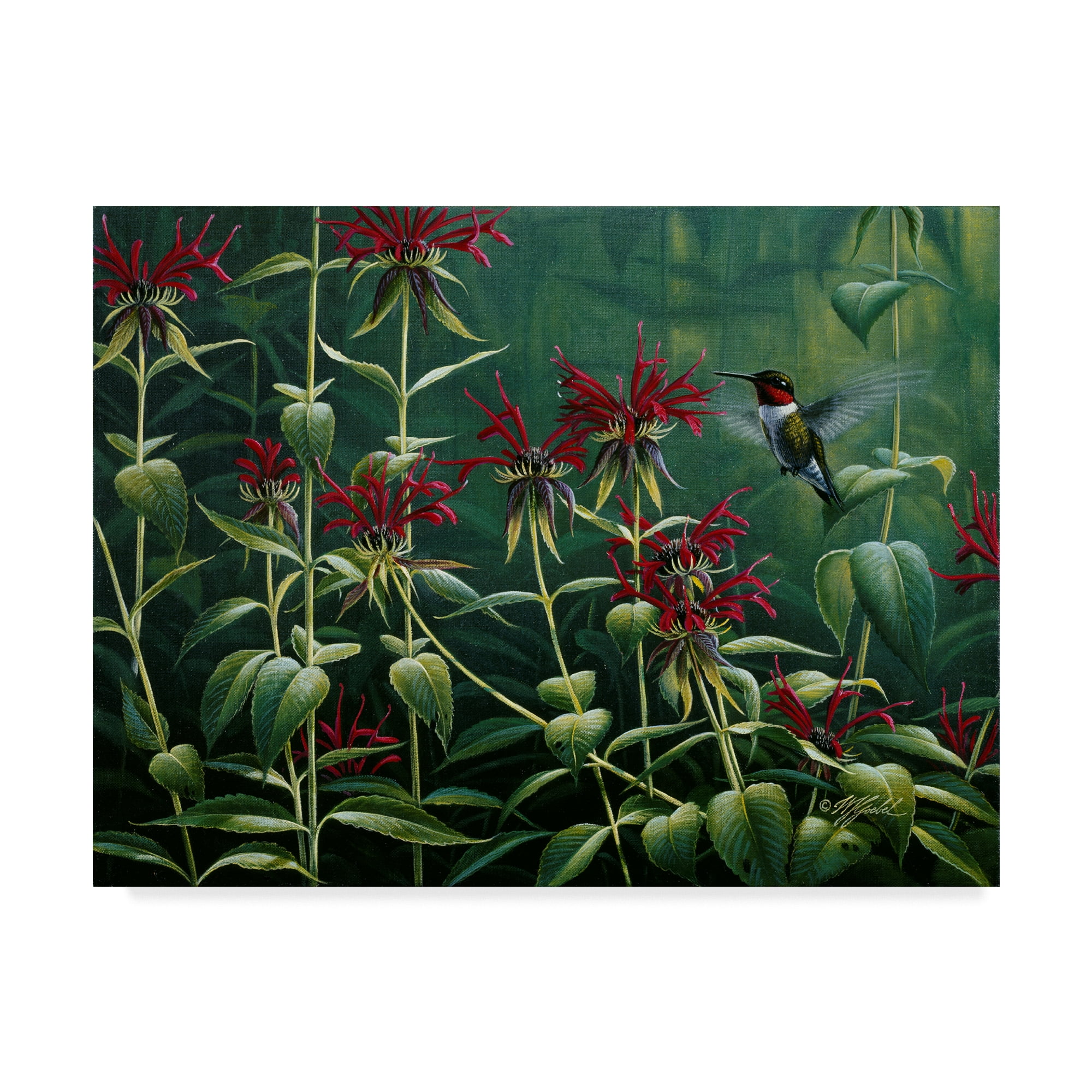 Trademark Fine Art 'Hummingbird And Monarda' Canvas Art by Wilhelm ...